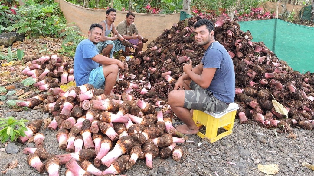 Fresh hope for Samoan taro exports to Australia