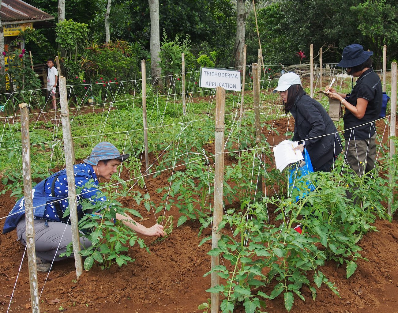 Horticulture projects reveal disease threats, at home and aboard