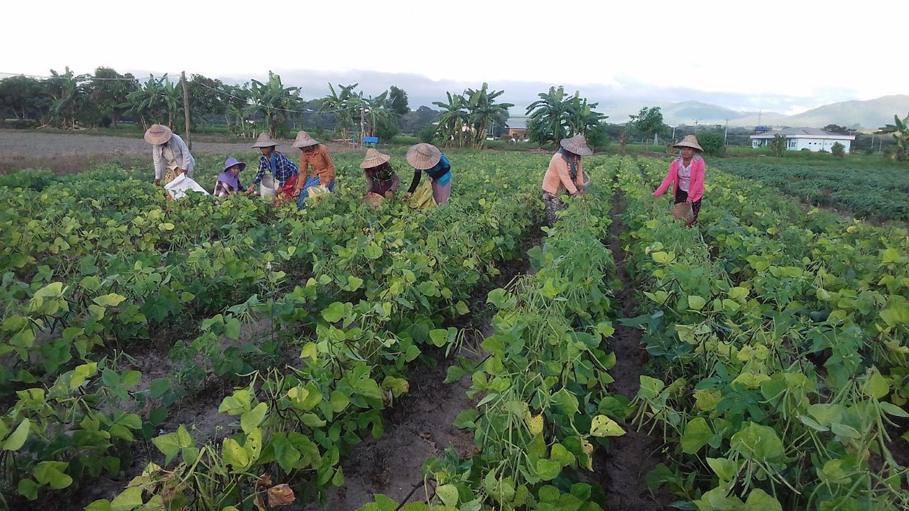 Sprouting a new market through mungbean research