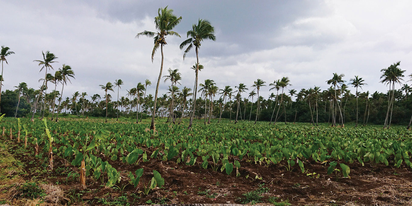 Pacific farmers fulfil conservation agriculture ‘dream’