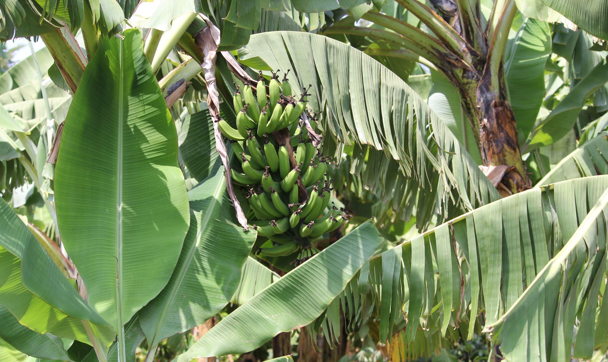ACIAR - Australian Centre for International Agricultural Research