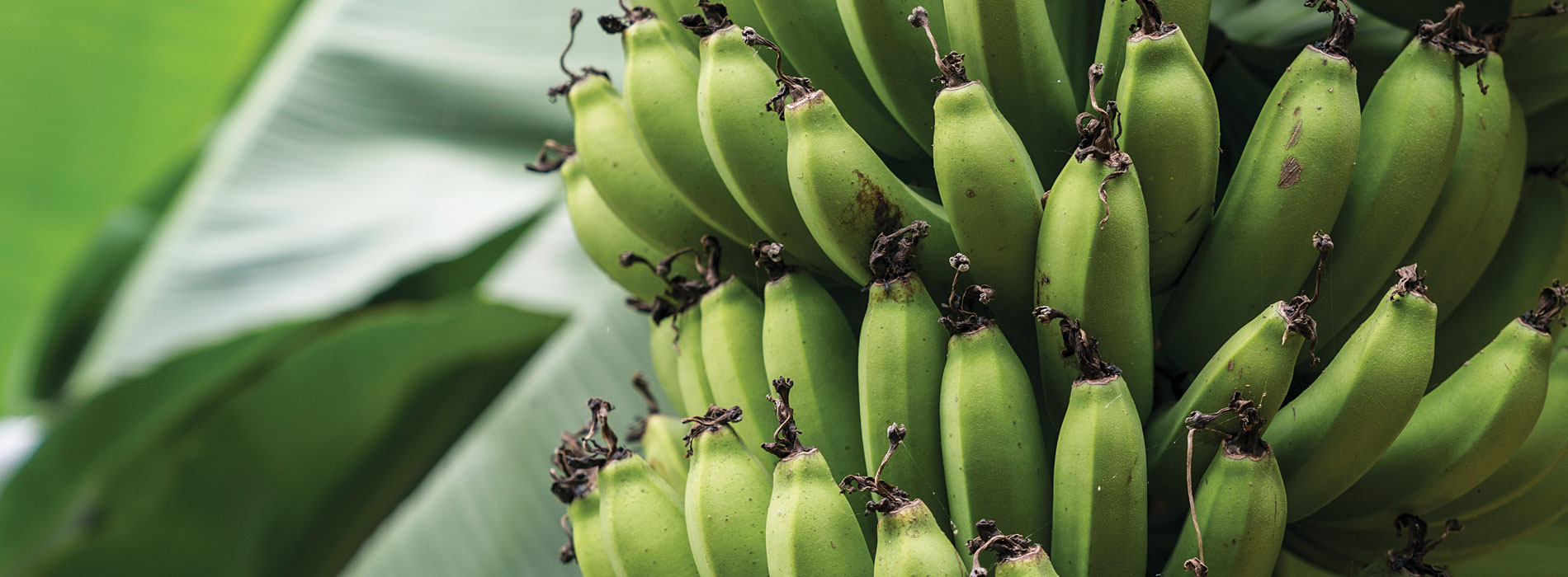 ACIAR - Australian Centre for International Agricultural Research