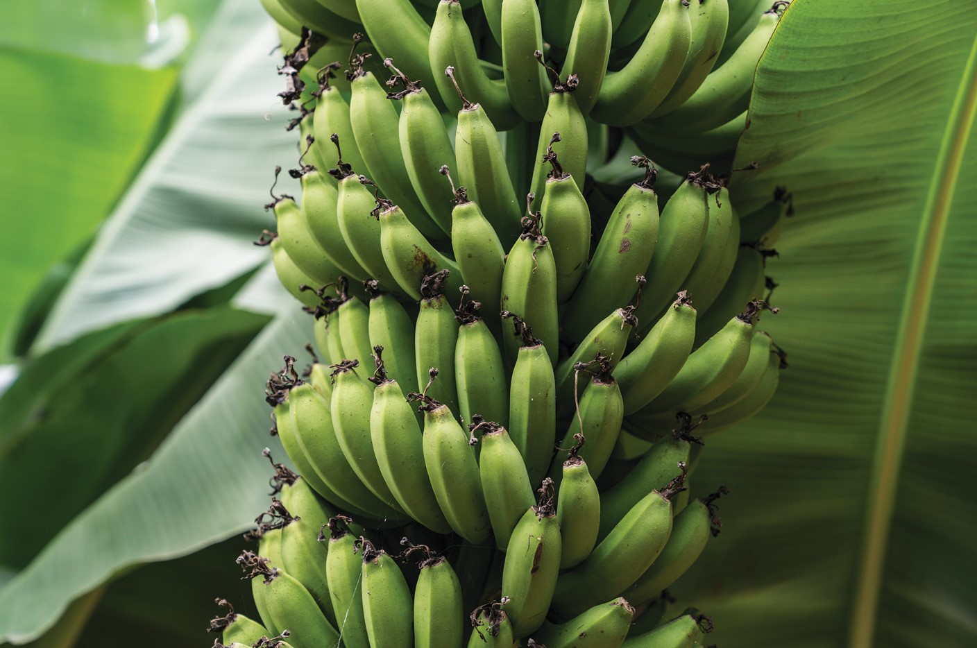 ACIAR - Australian Centre for International Agricultural Research