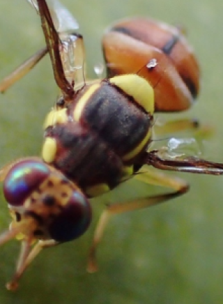 ACIAR - Australian Centre for International Agricultural Research