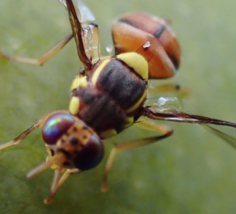 ACIAR - Australian Centre for International Agricultural Research