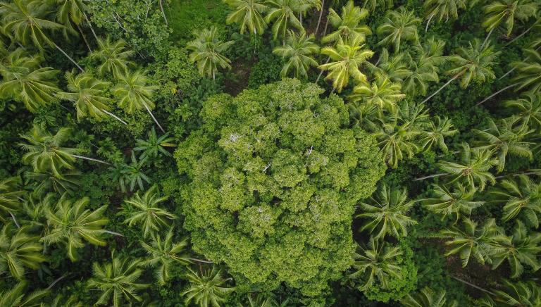 ACIAR - Australian Centre for International Agricultural Research