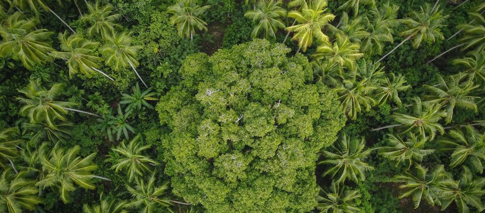 ACIAR - Australian Centre for International Agricultural Research