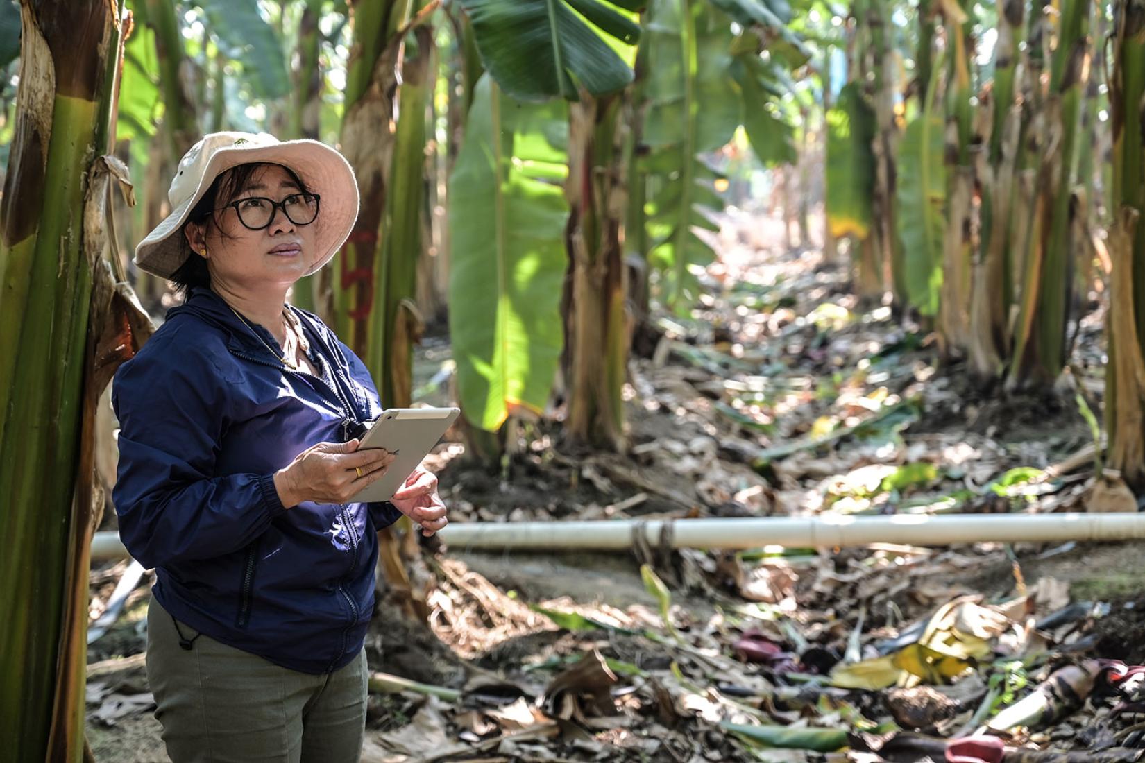 20 years of research benefits banana growers globally | ACIAR