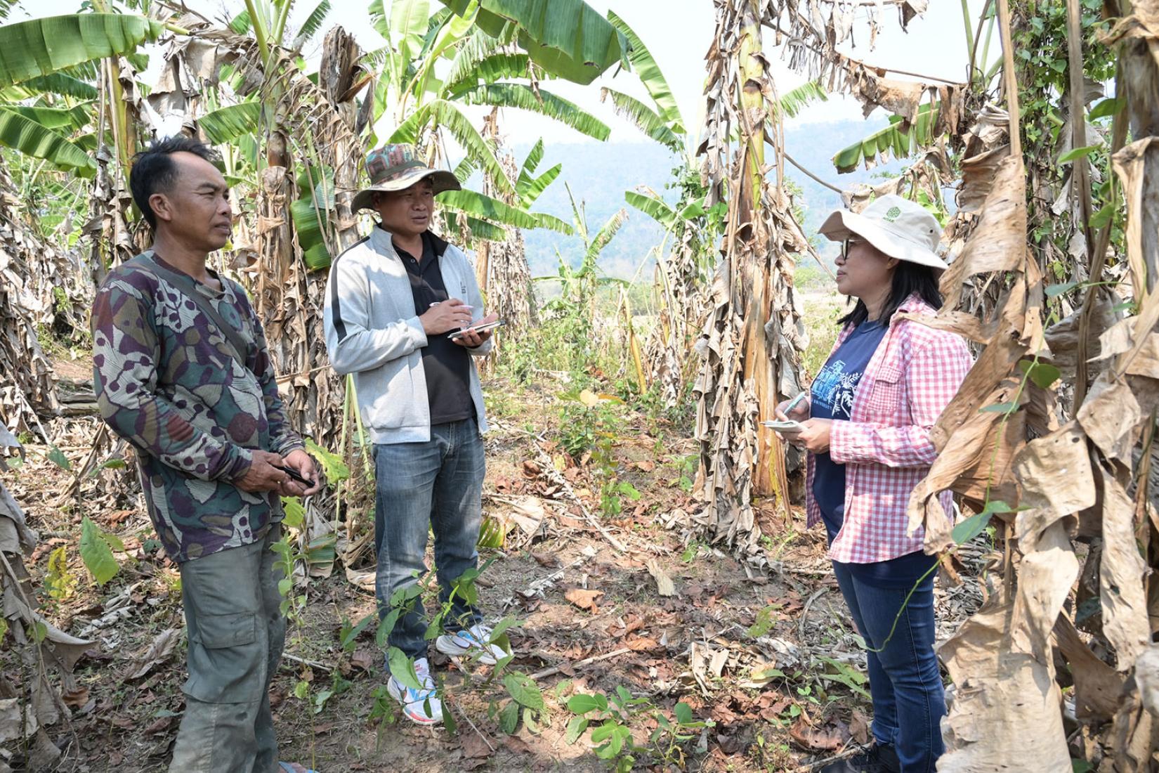 20 years of research benefits banana growers globally | ACIAR