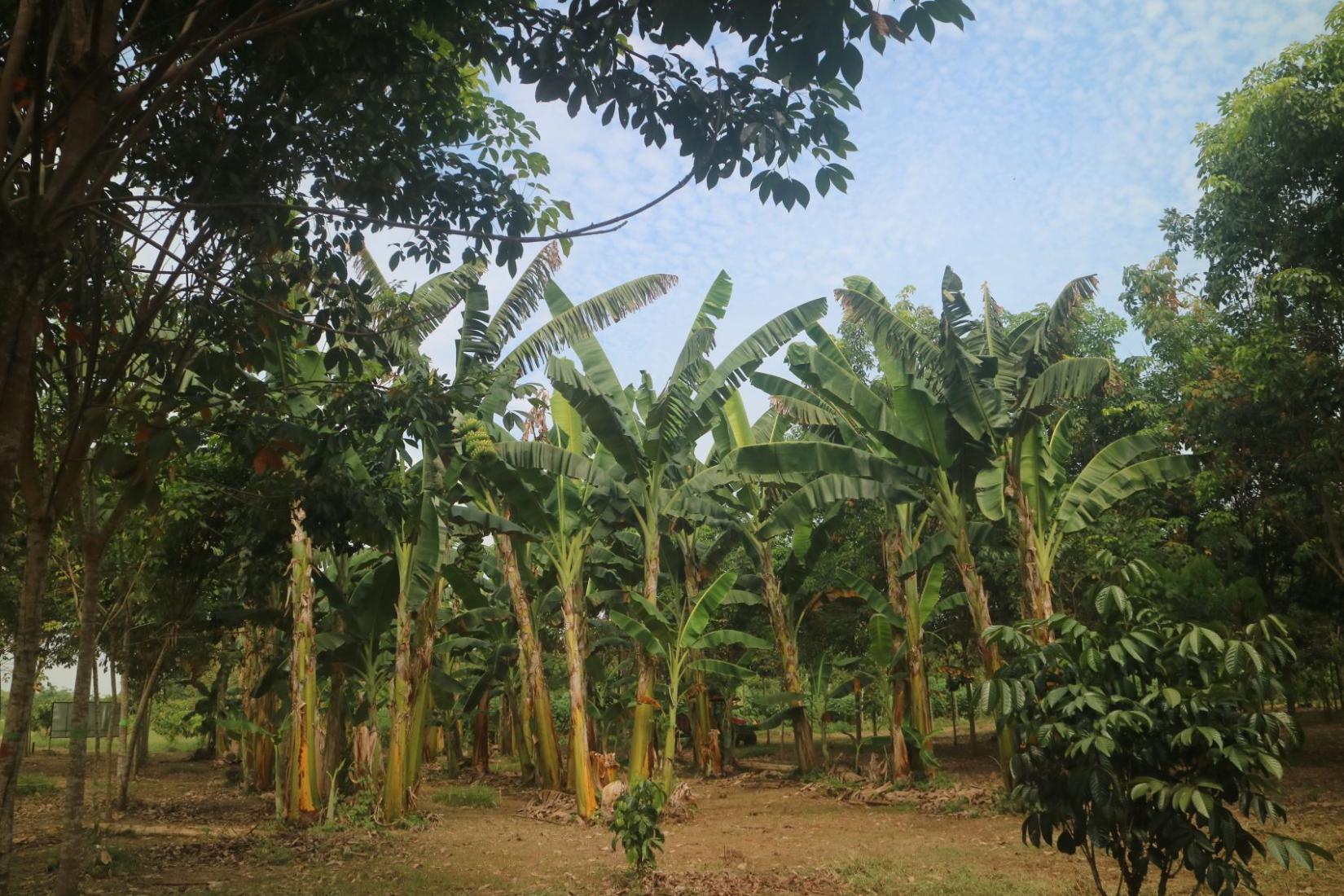 Mapping soils for success – how soil insights are reviving Philippine ...