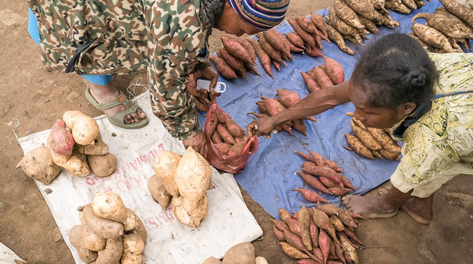 Improving root crop resilience and biosecurity in Pacific Island ...