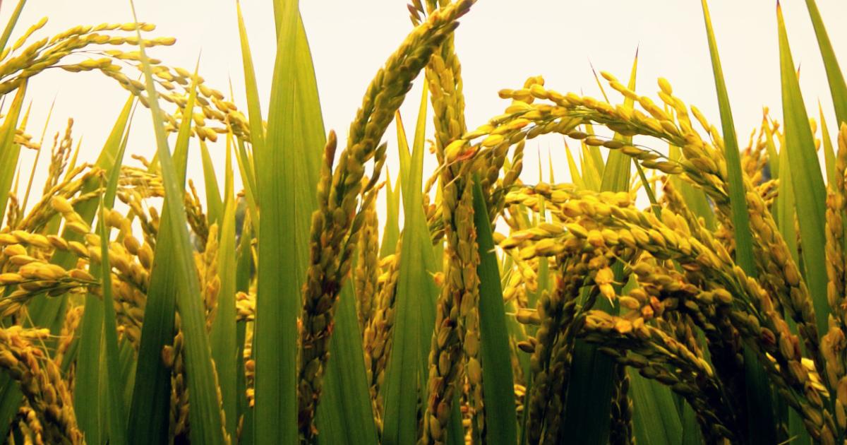 Assessment of the adoption and adaptation of conservation agriculture ...