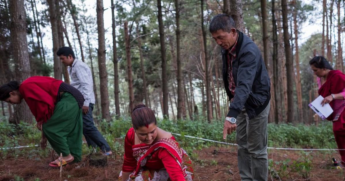 Agroforestry and silviculture to improve livelihoods in Nepal | ACIAR