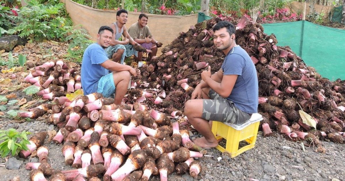Fresh hope for Samoan taro exports to Australia | ACIAR