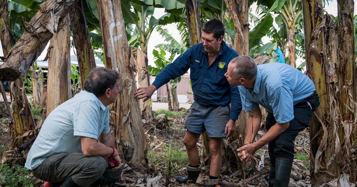 Stopping Panama Disease the fight to save Australia's bananas | ACIAR