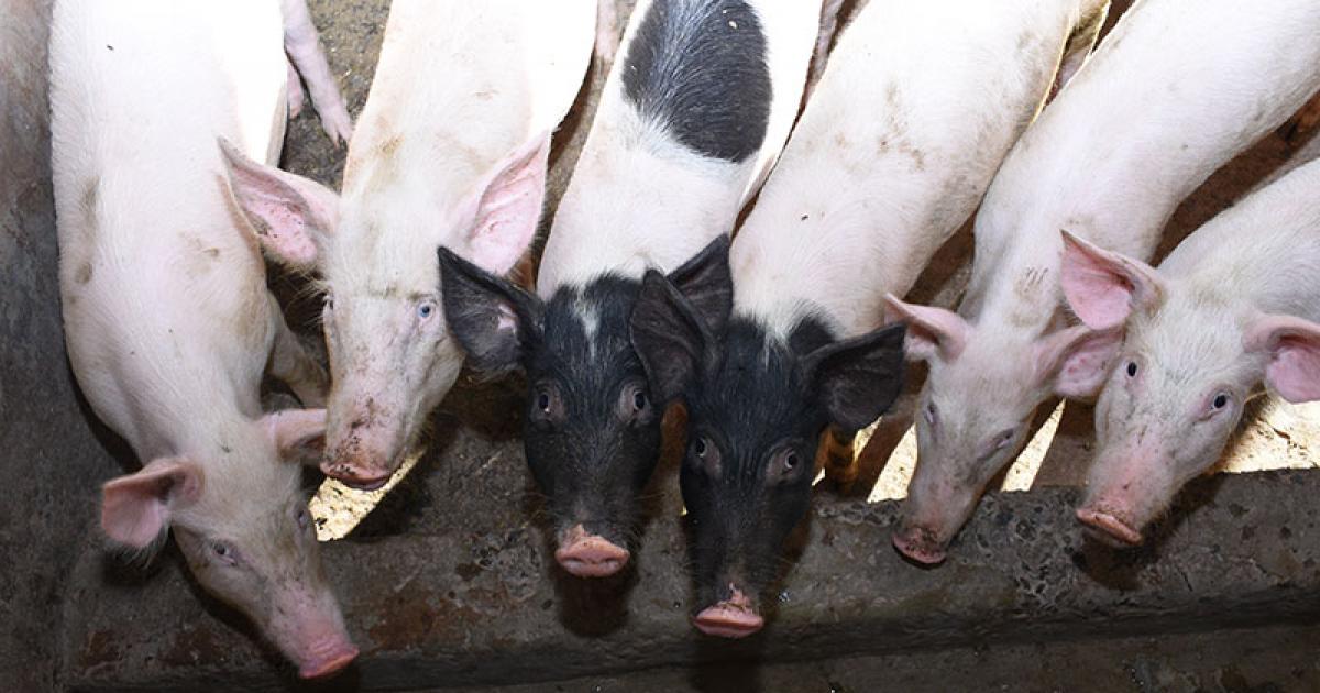 Improved animal health surveillance in Timor-Leste | ACIAR