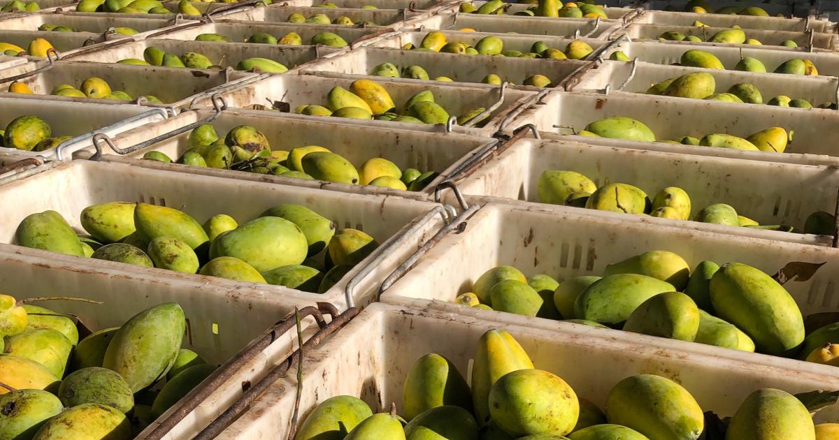 Four things to know about food loss | ACIAR