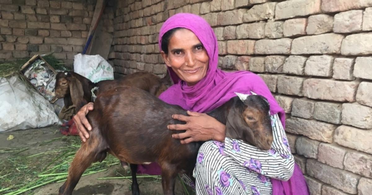 Evaluating the opportunities for smallholder livestock keepers in Timor ...