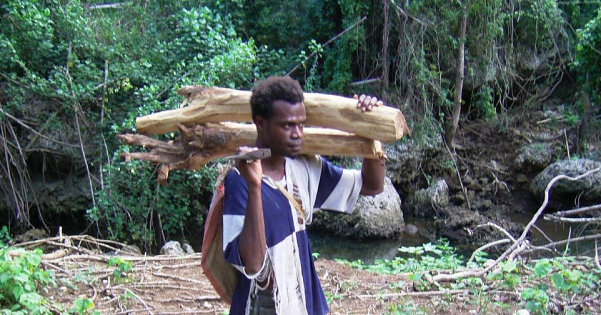 Enhancing the formation of heartwood in sandalwood in Vanuatu | ACIAR