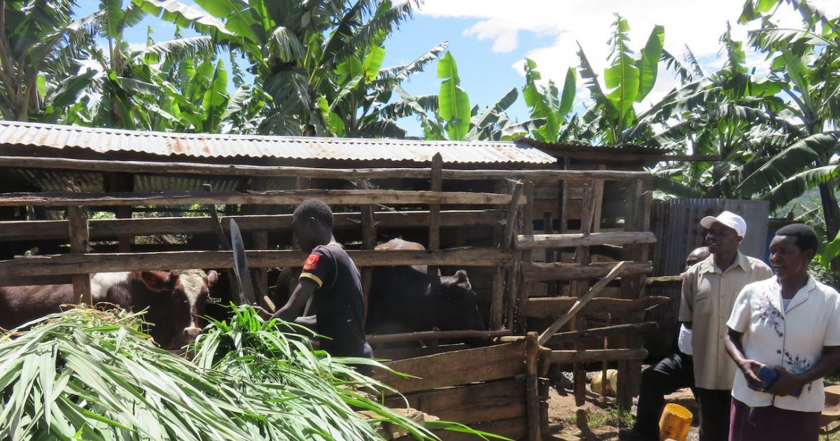 Milk & honey—Innovation platforms take hold in Uganda | ACIAR