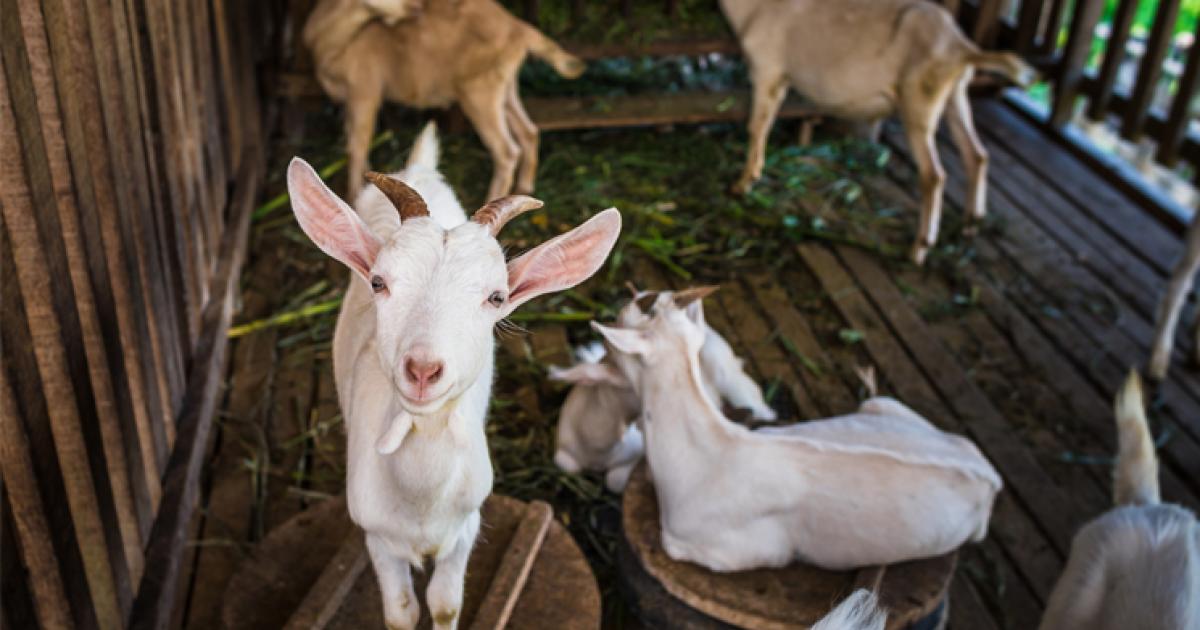 Supporting Lao farmers to seize goat opportunities | ACIAR