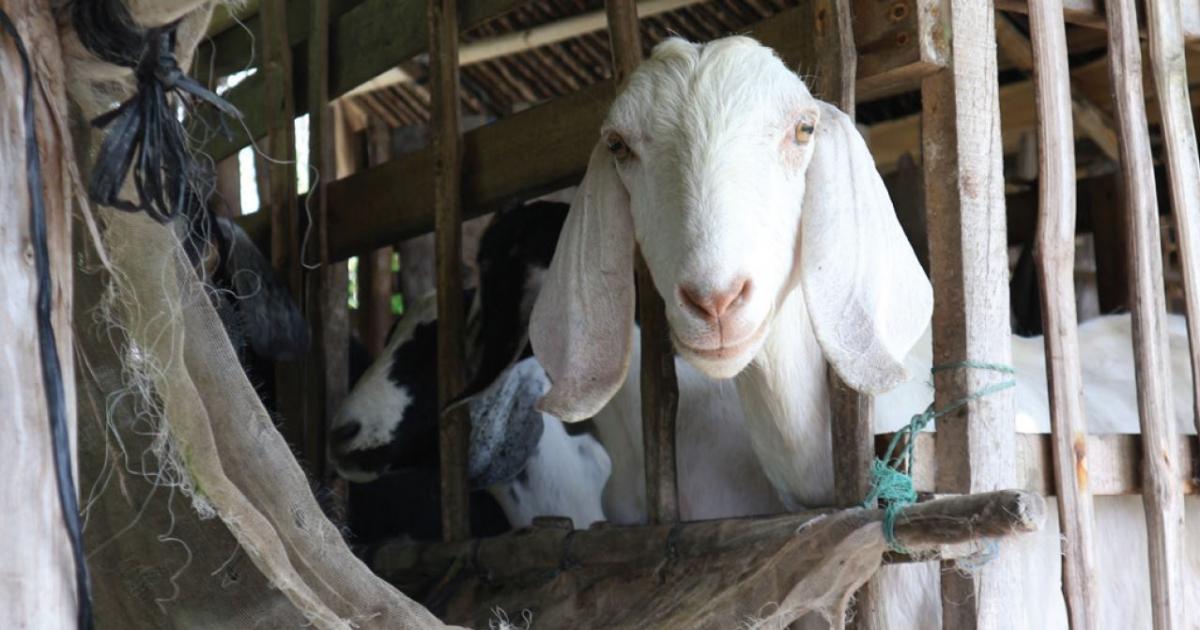 Goat production systems and marketing in Lao PDR and Vietnam | ACIAR