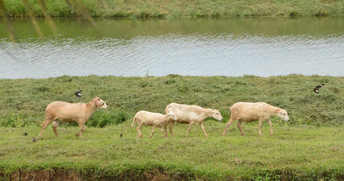 Improving small ruminant production and supply in Fiji and Samoa | ACIAR