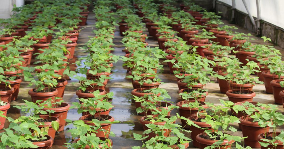 The Alliance for Agricultural Research and Development for Food ...