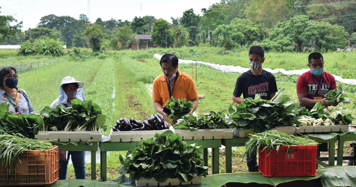 Good Agricultural Practice programs secure farm-to-plate safety | ACIAR