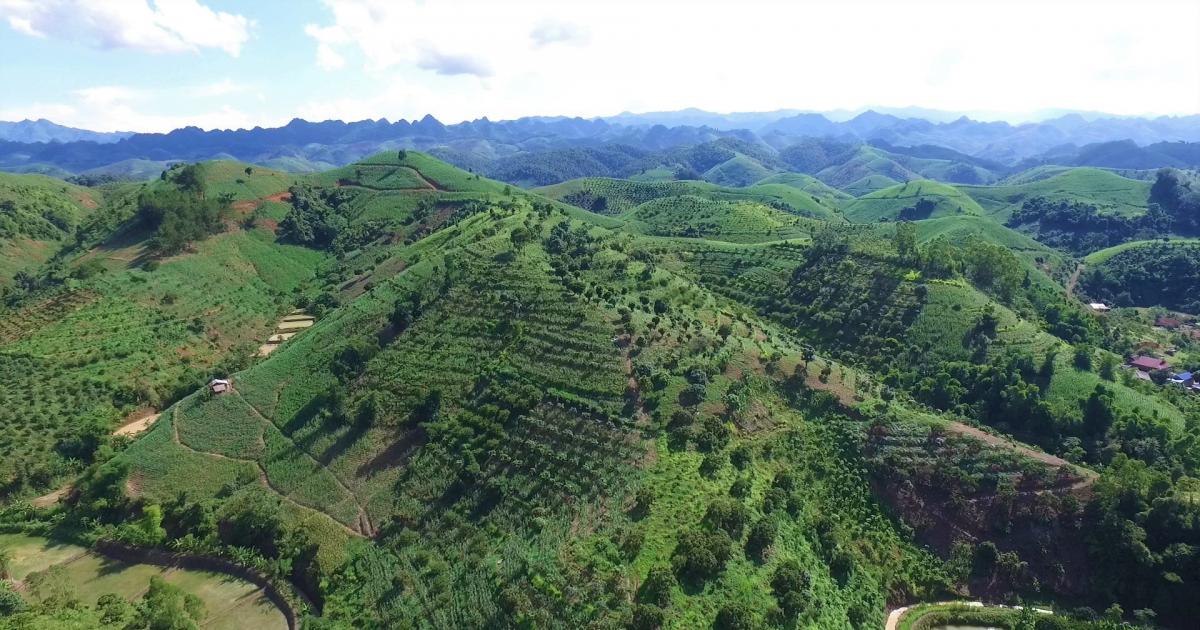 Agroforestry helps farmers make greener land and better life | ACIAR