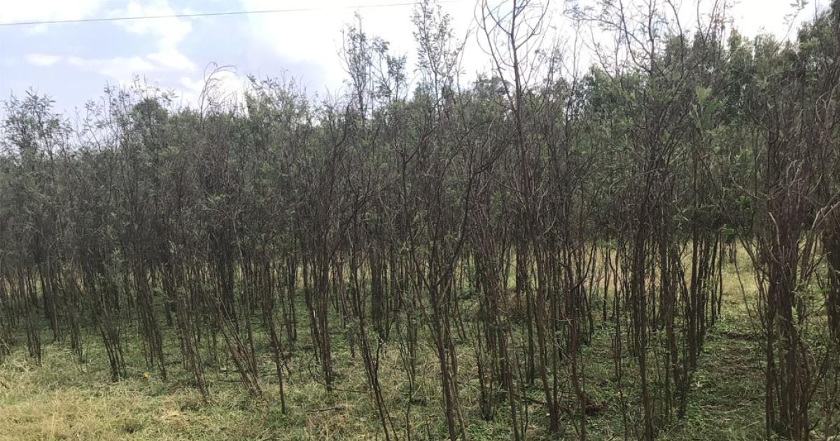 Management of Acacia decurrens Pests and Diseases in Ethiopia | ACIAR