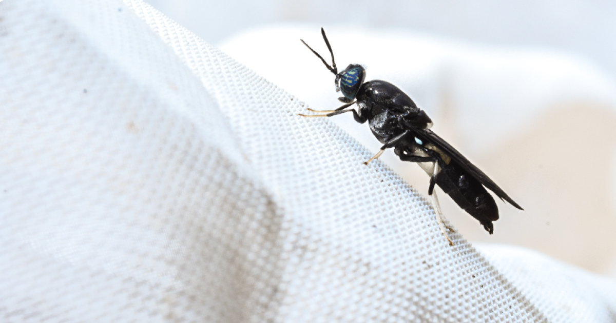 Upscaling the benefits of insect-based animal feed technologies for ...