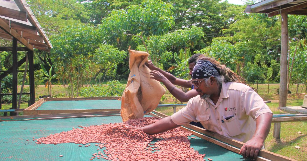 Cocoa Farming – A Green Gold Investment | ACIAR