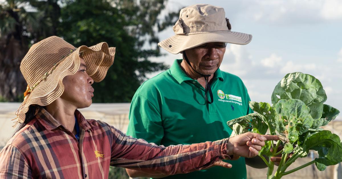 Increasing value chain and pest control knowledge | ACIAR