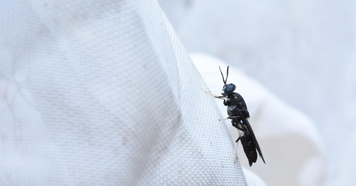 International Centre for Insect Physiology and Ecology (icipe) | ACIAR