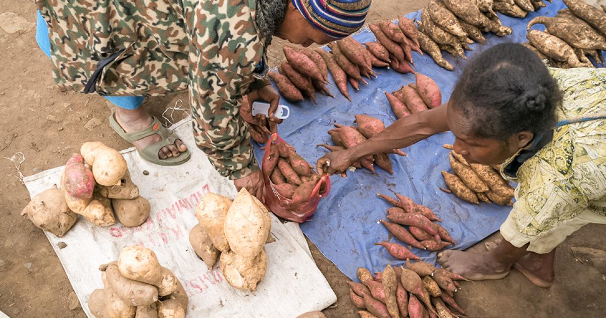 Improving root crop resilience and biosecurity in Pacific Island ...