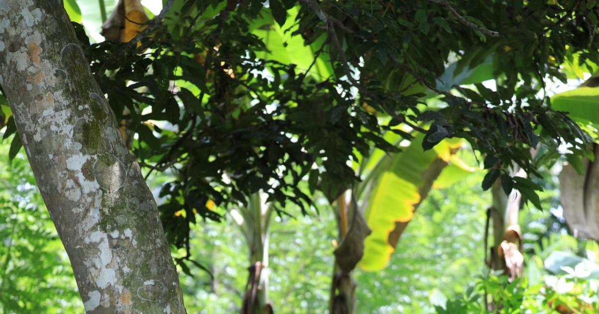 ACIAR Annual Operational Plan | ACIAR