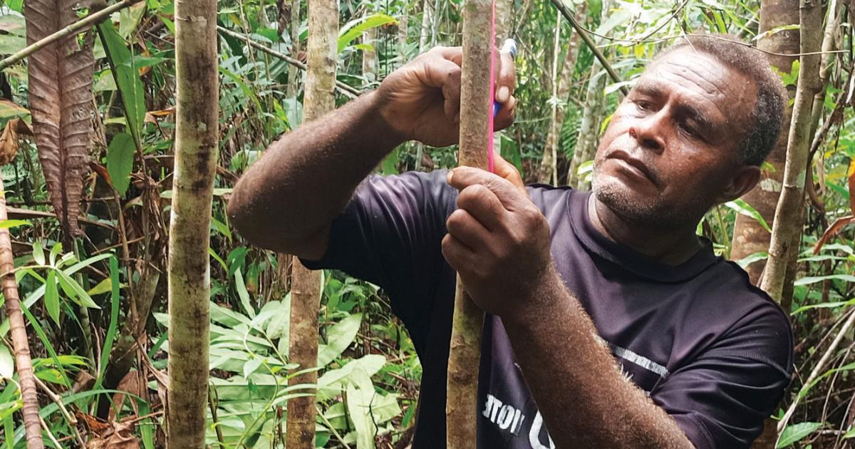 Solomon Islands communities take on forest regeneration trials | ACIAR