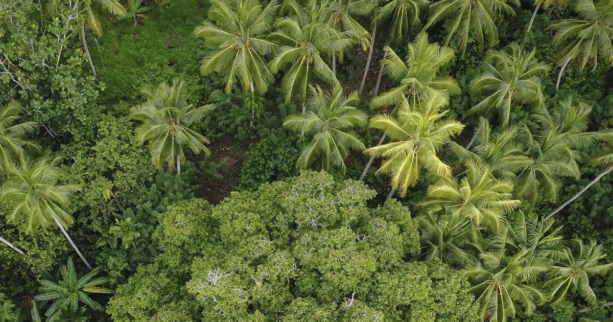 40 years of ACIAR | ACIAR