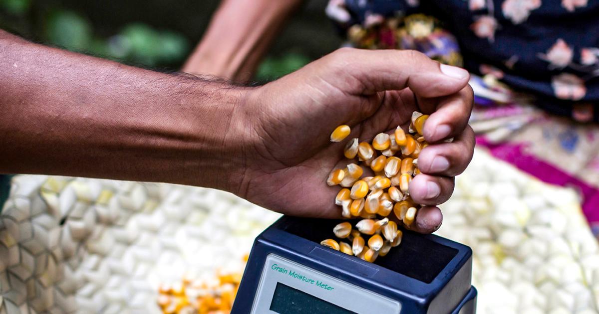 Securing seed, skills and food for a nation | ACIAR