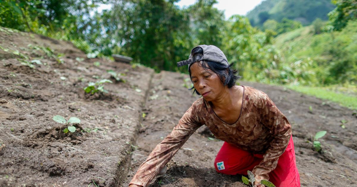 Managing soil contaminants for safer, healthier vegetable production in ...