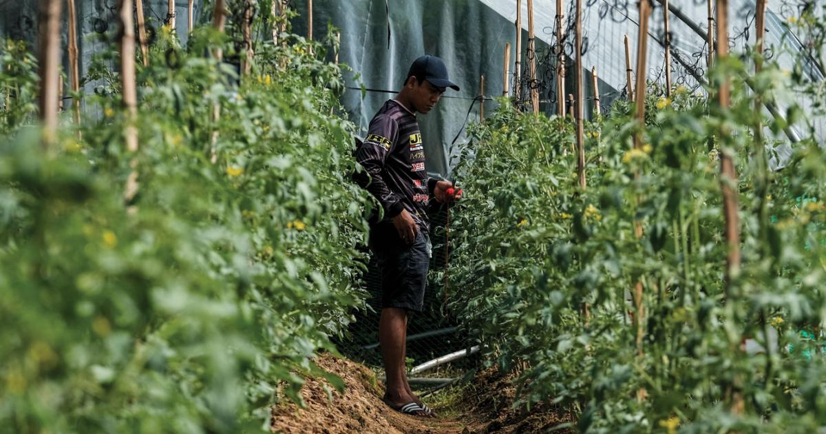 PhilGAP training gives vegetable growers in the Philippines a market ...