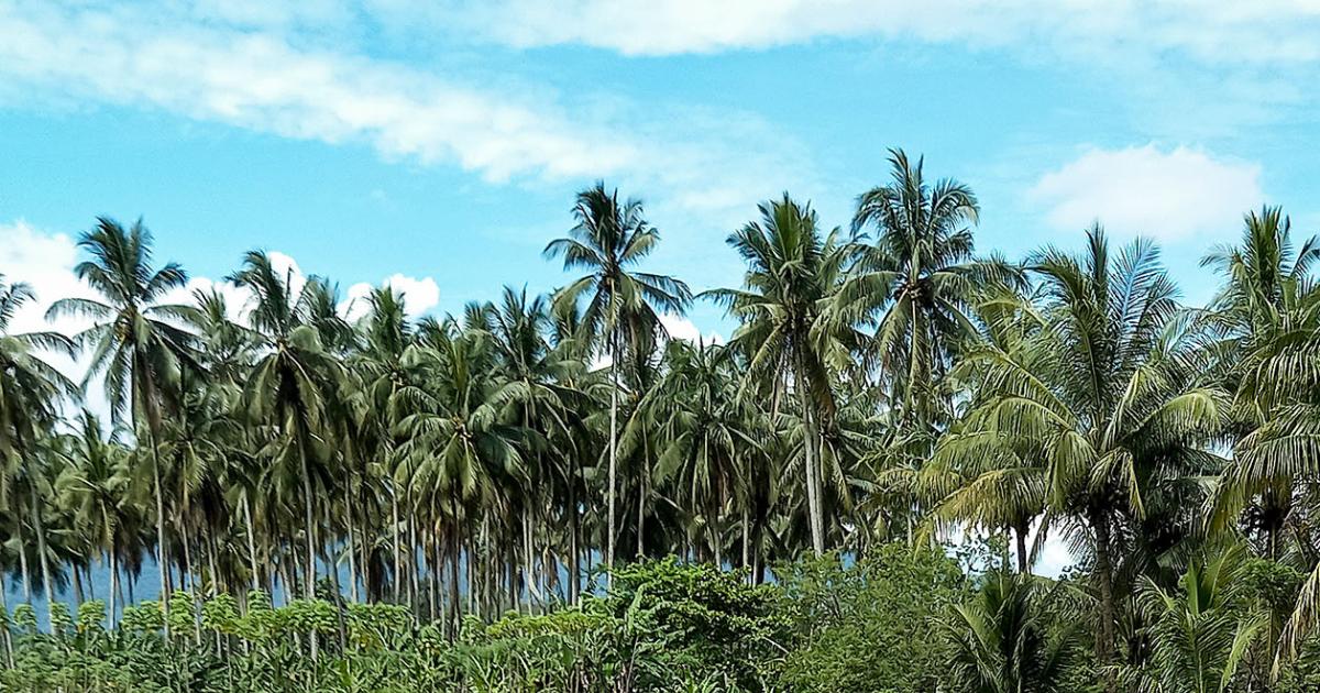 Papua New Guinea | ACIAR