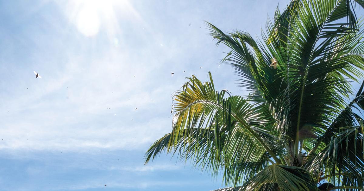 Pacific island countries | ACIAR