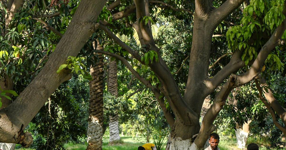 Pakistan | ACIAR