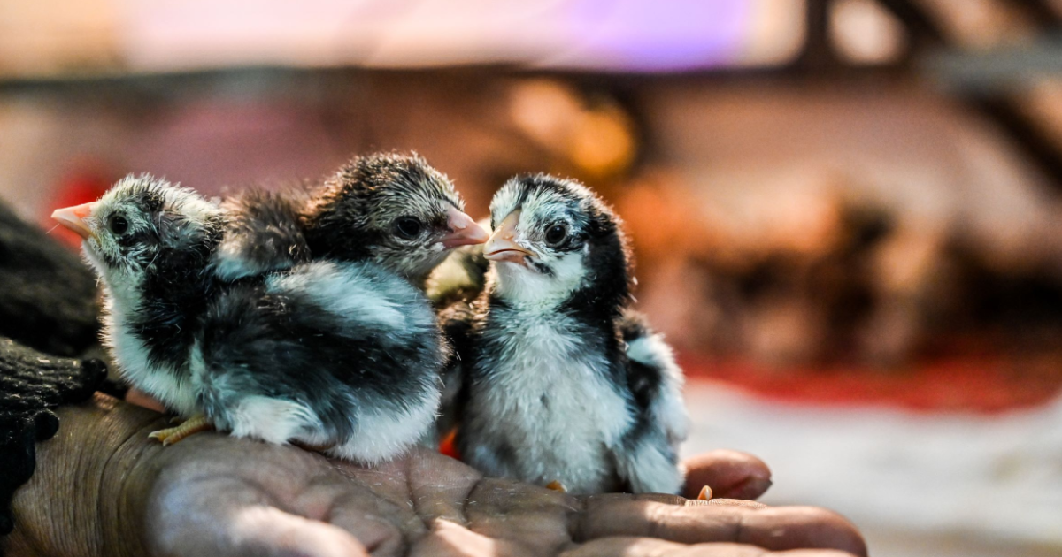 Cambodian farmers see success in first native chicken breeding program ...