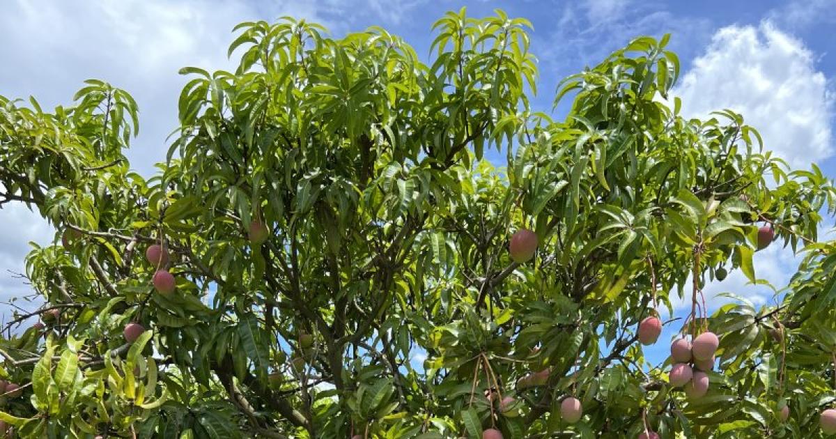 Benchmarking mango breeding and genomics | ACIAR