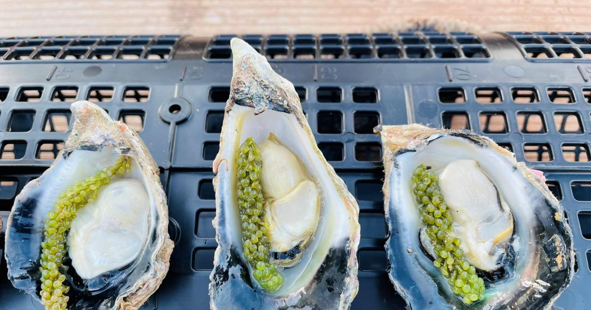 Oyster and seaweed mariculture in Fiji and northern Australia | ACIAR