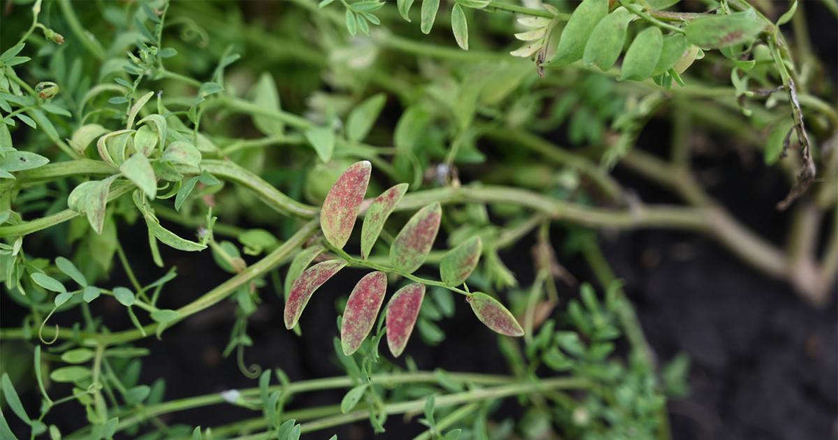 New Lab Revolutionising Lentil Farming In Ethiopia | Mirage News