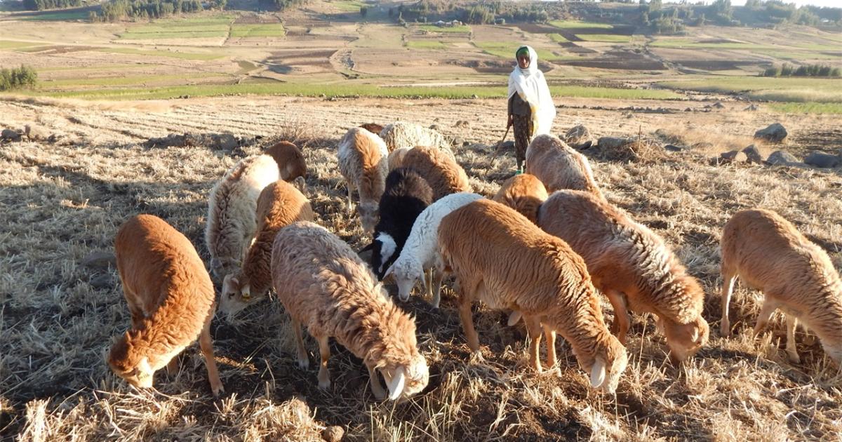 ACIAR Boosts Small Ruminant Farming in Ethiopia, Pakistan | Mirage News